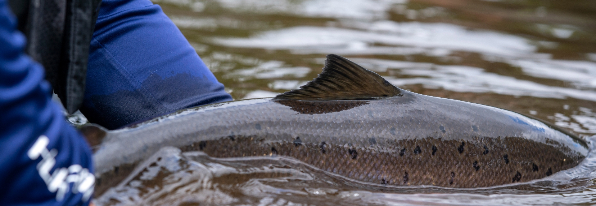 ASF - Salmon Wars: A Call to Action